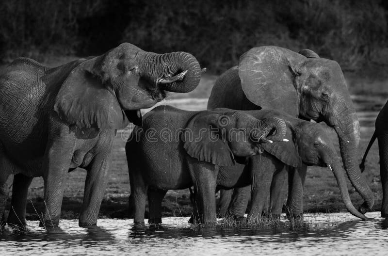 Elephants in BW stock image. Image of outdoors, mammal - 26234773