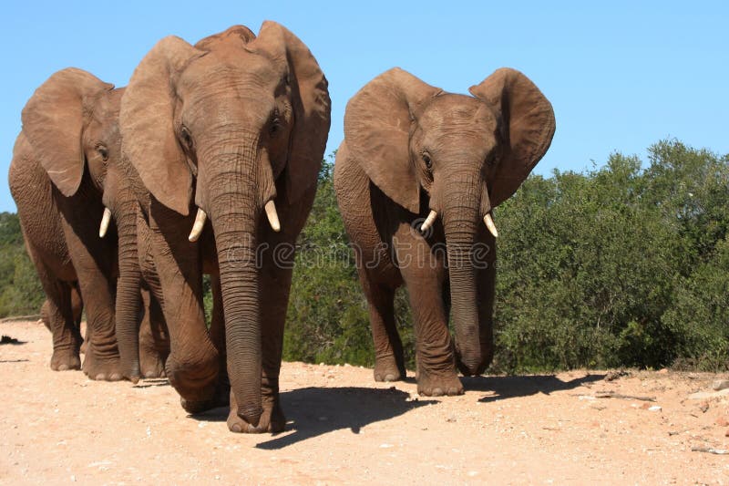 Angry Elephant stock photo. Image of nature, charge, protective - 650300