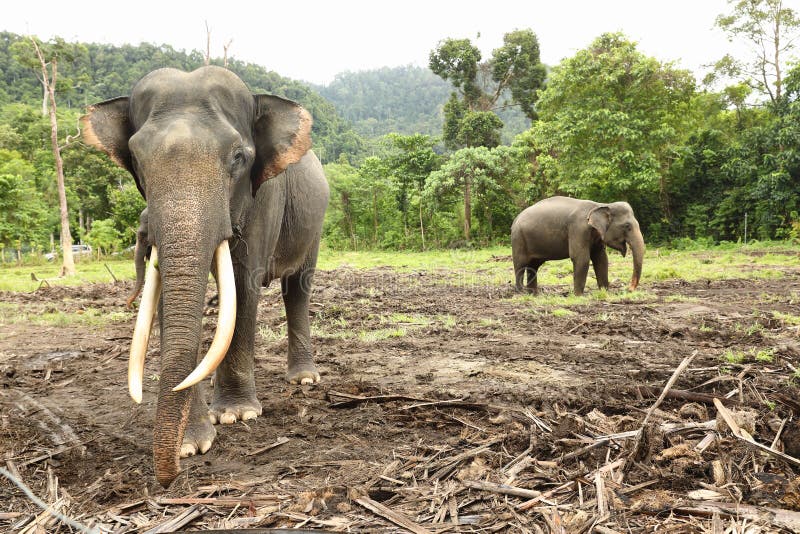 Elephants in the Conservation Response Unit in Aceh Stock Photo - Image ...