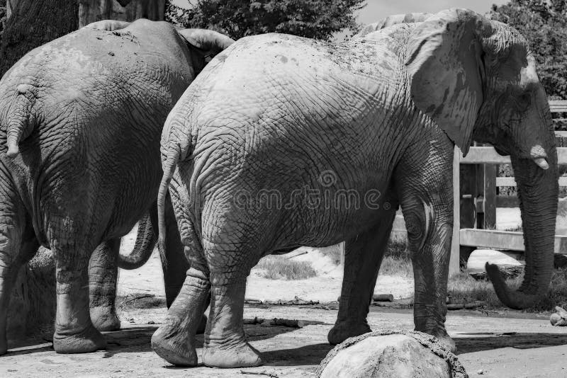 Elephants Cooling Off from the Heat Stock Image - Image of trunk ...