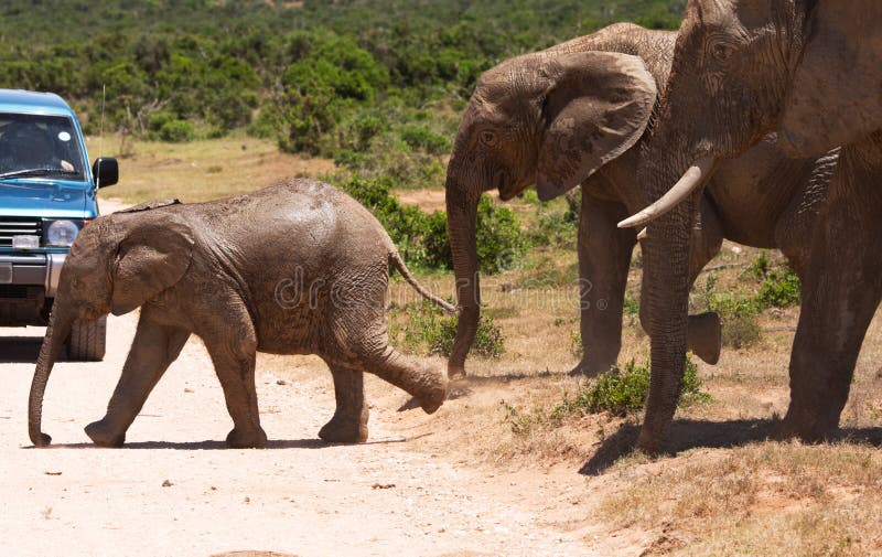 Elephants are Crossing the Road Stock Photo - Image of animal, nature ...