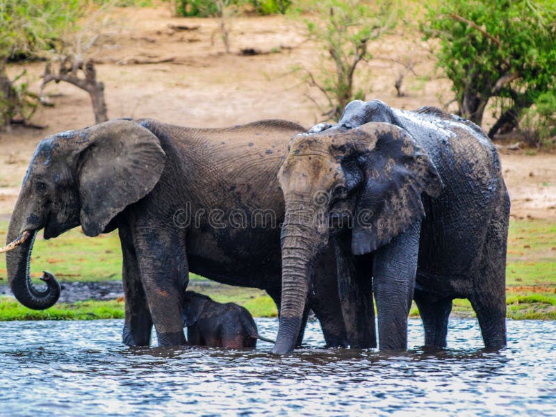 Elephants with cub stock photo. Image of animal, back - 37979774