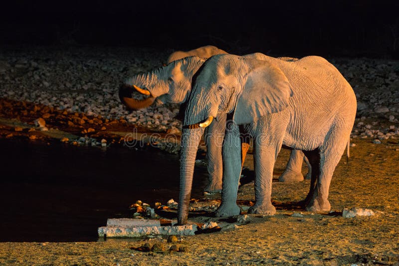 Elephants Drinking Water at Night Stock Photo - Image of nature ...