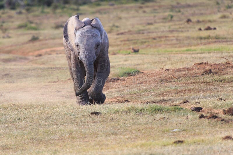 Young elephant running stock image. Image of mammal - 328292793