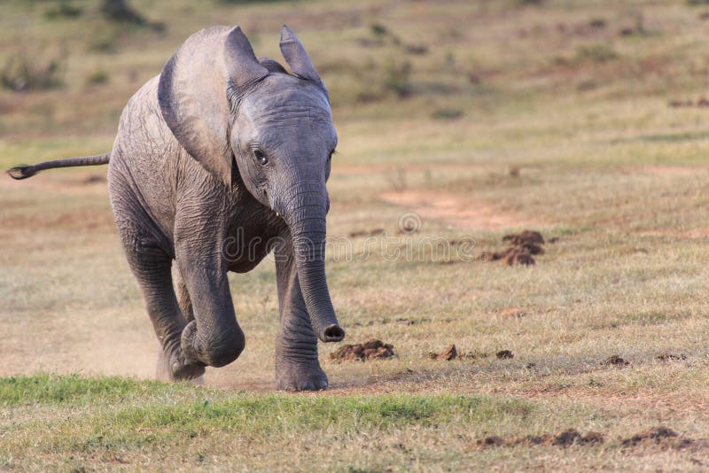 Young elephant running stock photo. Image of tusk, walking - 328292856
