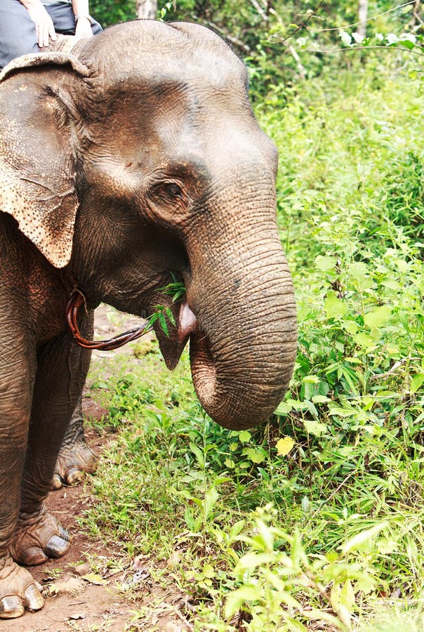 Elephants eating stock photo. Image of walk, elephant - 35691866