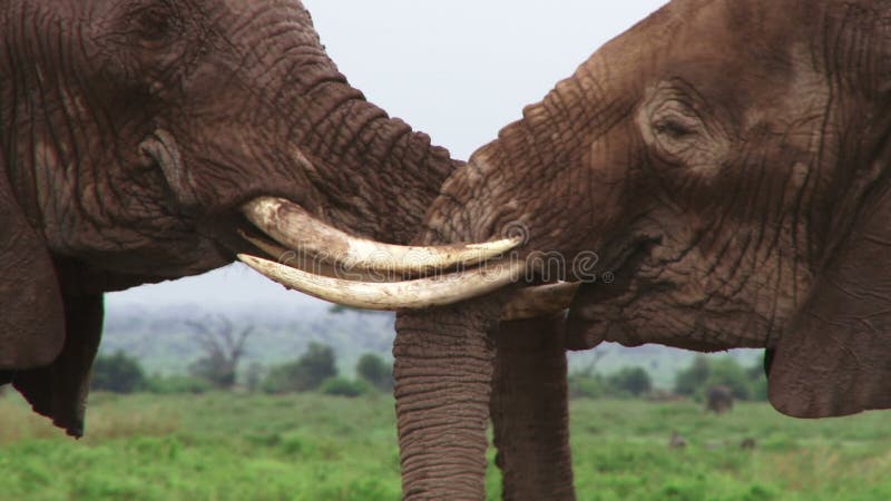 Elephants Engaged in a Friendly Embrace Stock Video - Video of eating ...