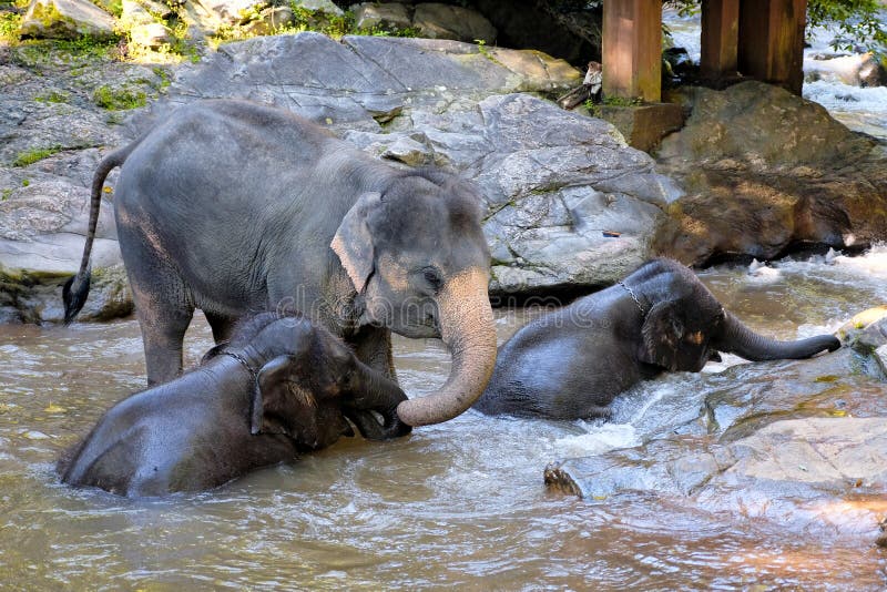Elephants in a waterfall stock photo. Image of elephants - 152780726