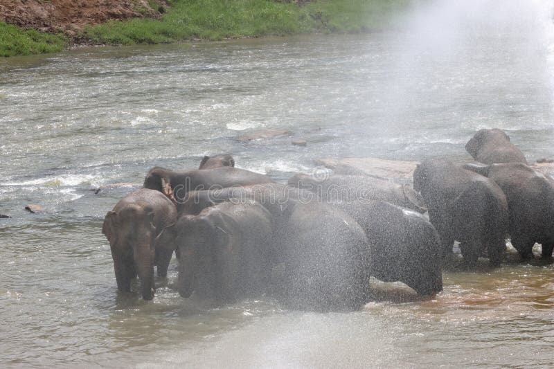 Elephants Enjoy Natural River Bathing. Elephants Bathing Stock Photo ...