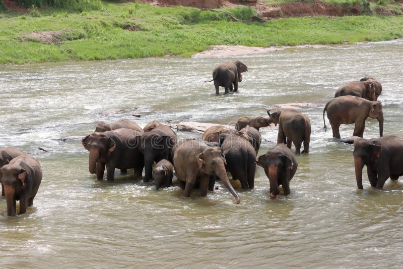 Elephants Enjoy Natural River Bathing. Elephants Bathing Stock Image ...