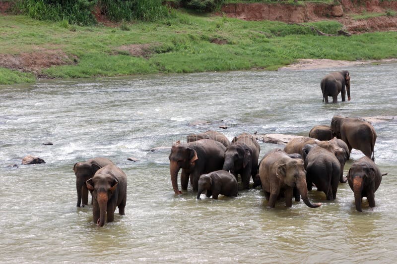 Elephants Enjoy Natural River Bathing. Elephants Bathing Stock Image ...