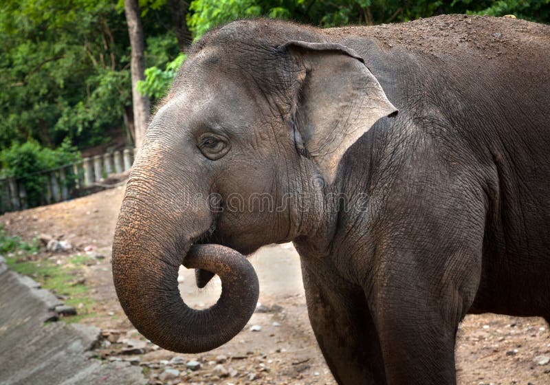 Elephants enjoying life stock image. Image of park, ivory - 121411449