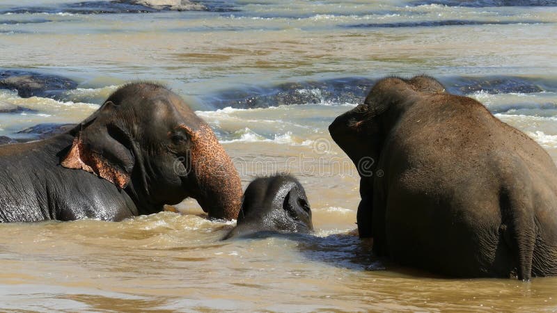 Elephants Family Bathing in River in Sri Lanka 4k Stock Video - Video ...