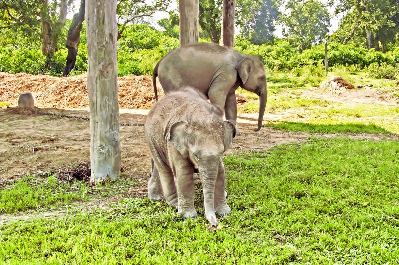 Elephants on the farm stock photo. Image of green, environment - 70255374