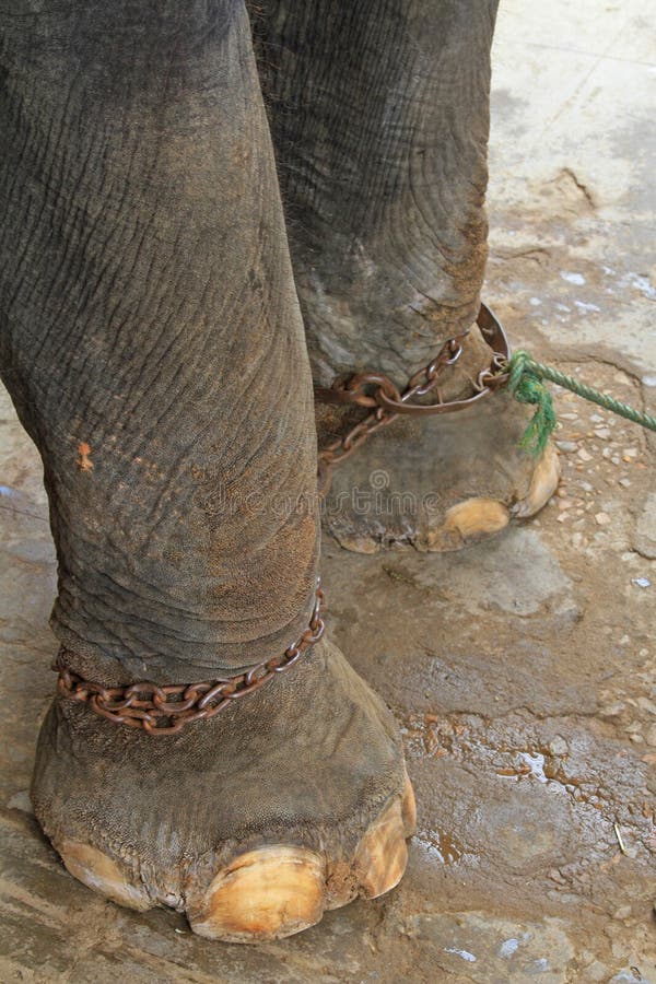 Elephants Feet with Shackles Stock Image - Image of control, indian ...