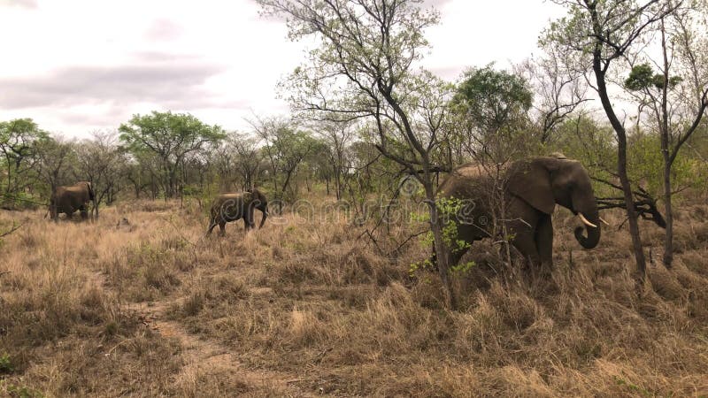 Elephants Grazing at Rustenburg in North West South Africa. Stock Video ...