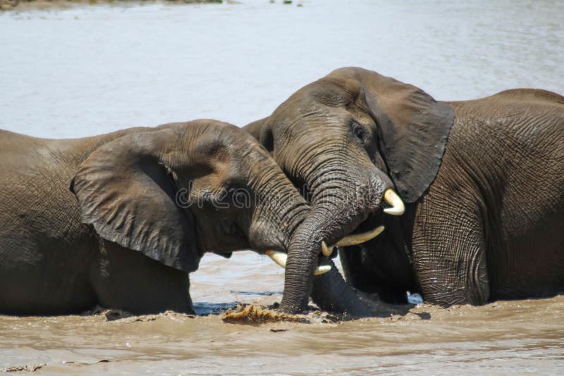 Elephants hugging stock image. Image of holding, elephant - 6204361