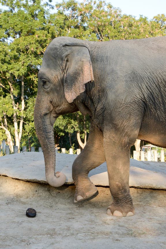 Elephant stock image. Image of lanka, jungle, chiang - 108773675