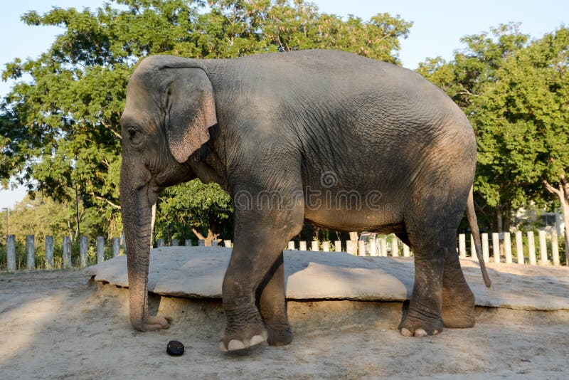 Elephant stock photo. Image of mother, environment, elephant - 108774128