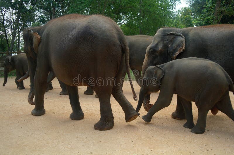 Elephants in Kandy, Sri Lanka Stock Image - Image of food, grey: 53072107