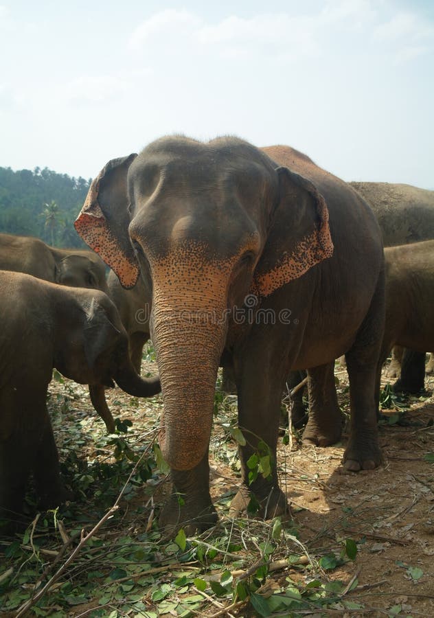 Elephants in Kandy, Sri Lanka Stock Photo - Image of nature, safari ...