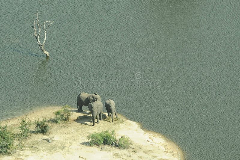 Elephants by lake stock photo. Image of shore, group, aerial - 8611976