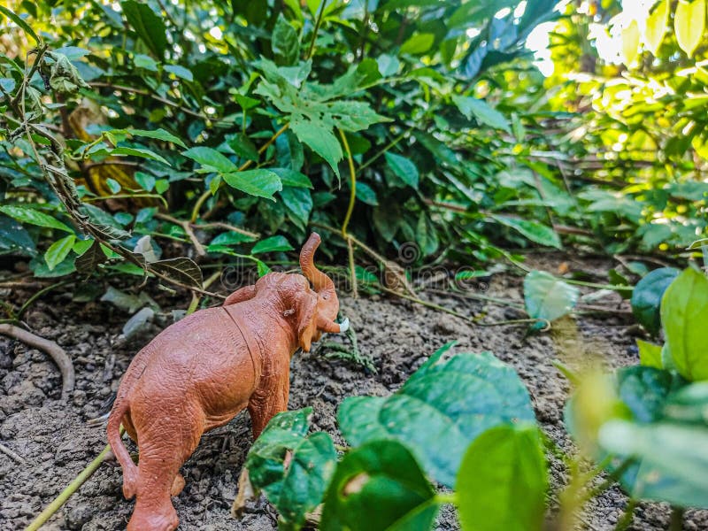 Elephants, Large Animals, Mother Elephants, Asian Elephants, African ...