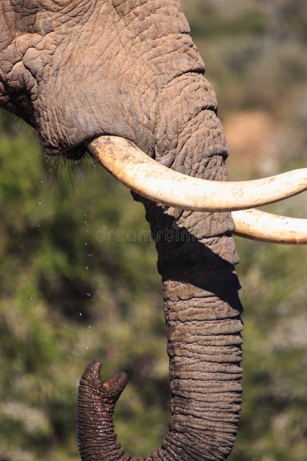 Close Up of an Elephants Trunk Stock Photo - Image of tusk, loxodonta ...