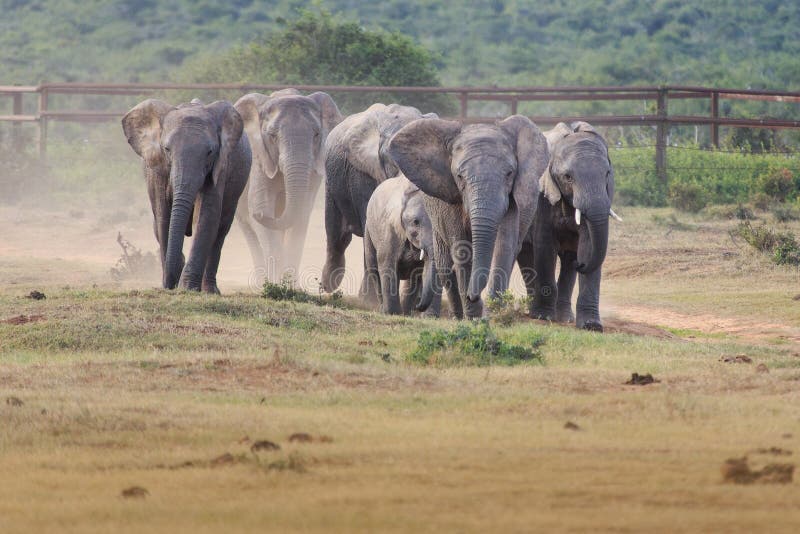 Group of elephants running stock photo. Image of group - 328292462