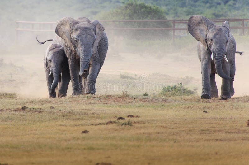 Group of elephants running stock photo. Image of mammal - 328292546