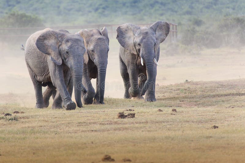 Group of elephants running stock photo. Image of nature - 328292612
