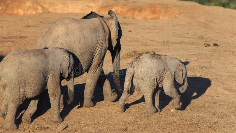 459 Large Terrestrial Mammals Stock Photos - Free & Royalty-Free Stock ...