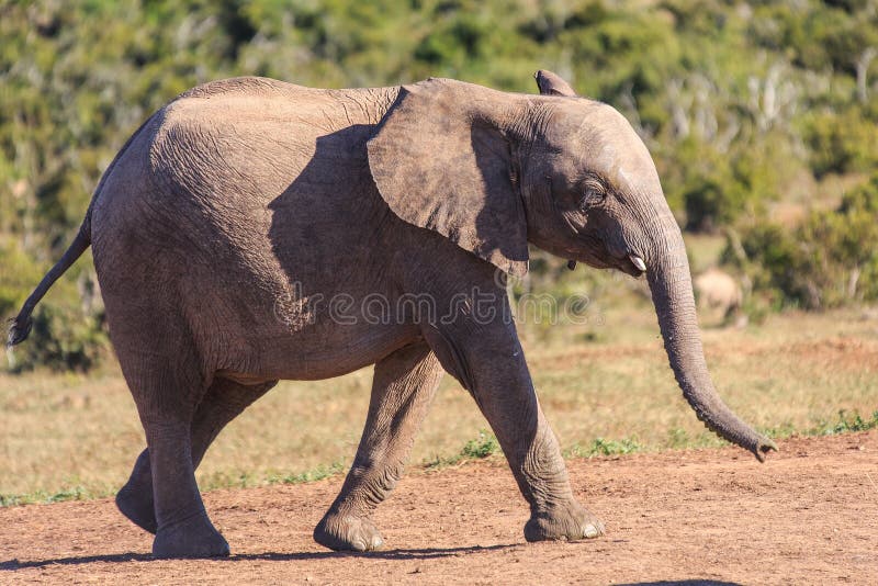Young elephant stock photo. Image of elephants, large - 328282918
