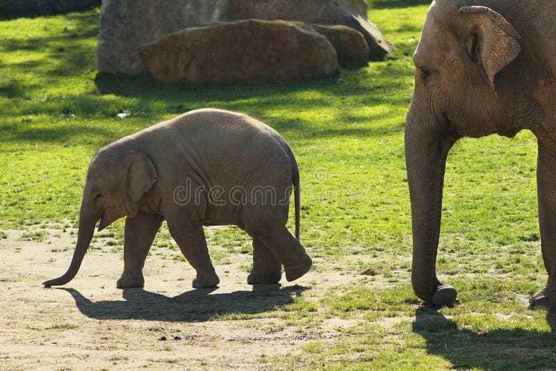 Elephants stock image. Image of proboscidian, mother - 92108225