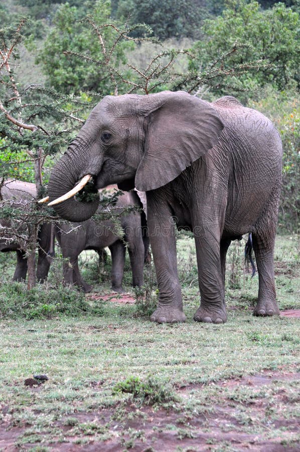 Elephants of Masai Mara 7 stock image. Image of tsavo - 46913827