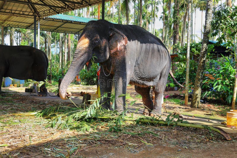 Elephants at Munnar in Kerala - India Tourism Stock Photo - Image of ...