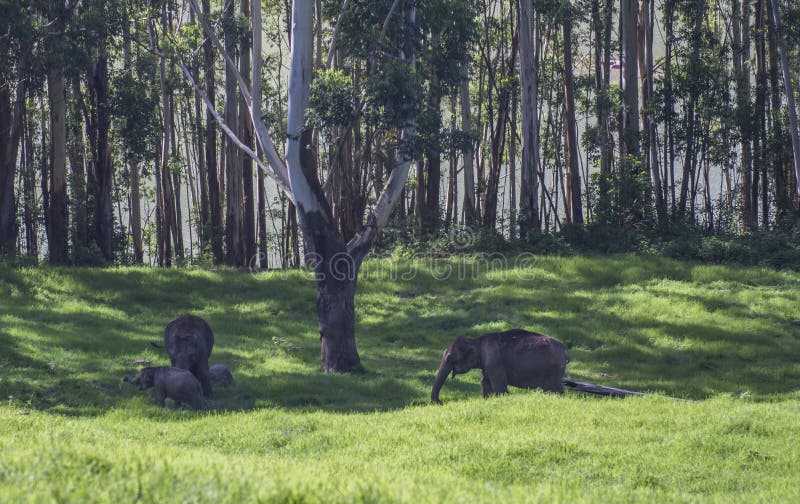 Elephants in Munnar Wildlife Sanctuary Stock Image - Image of jungle ...