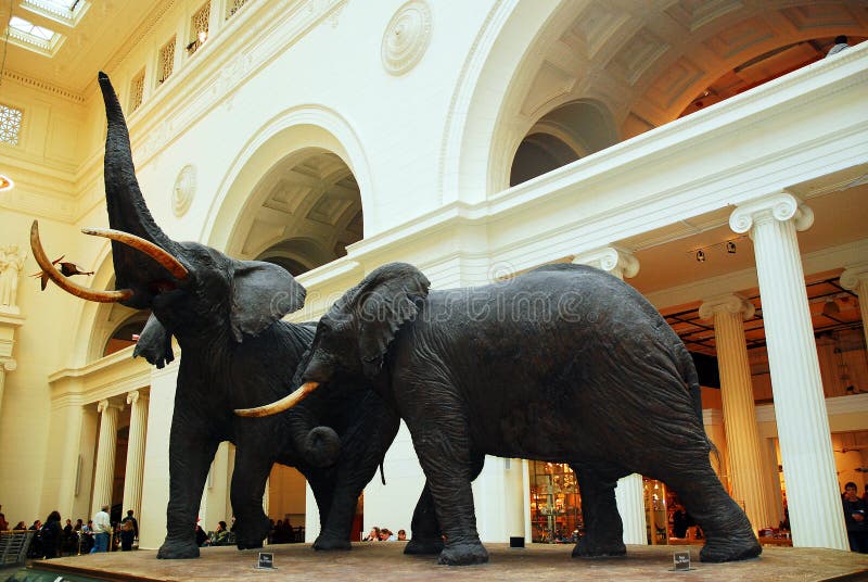 Elephants at the Museum editorial stock photo. Image of learn - 74784858