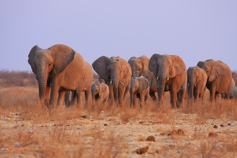 Elephants in Namibia stock photo. Image of elephant, etosha - 17544402