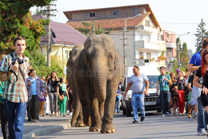Elephants parade editorial stock image. Image of attraction - 27055179