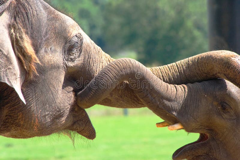 Elephants Playing stock photo. Image of herbivours, mammals - 15900836