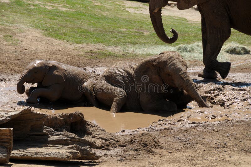 Wallpaper Elephant Mud Puddle