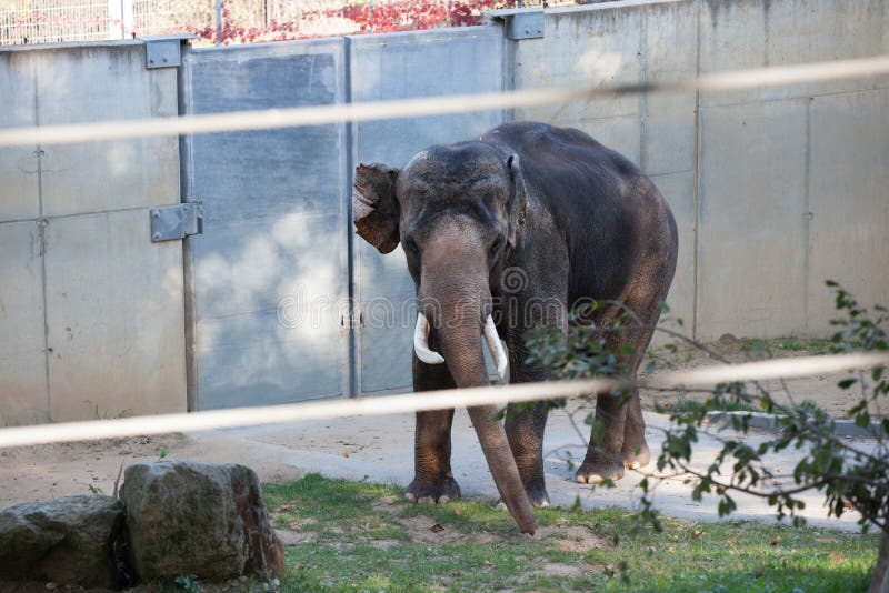 Elephants in the Prague Zoo. Stock Image - Image of nature, elephants ...