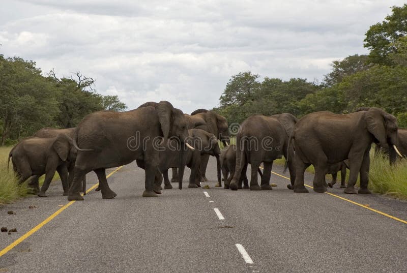 Teamwork Elephants Stock Photos - Free & Royalty-Free Stock Photos from ...