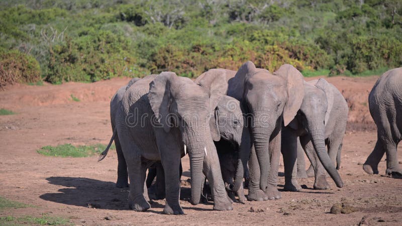 Group of Elephants Seen in Wildlife Stock Footage - Video of natural ...