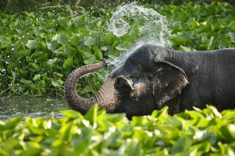 Elephants shower stock image. Image of green, paradise - 77772819