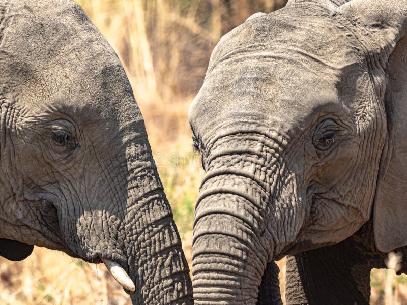 Two Elephants with Their Trunks Together Stock Image - Image of means ...