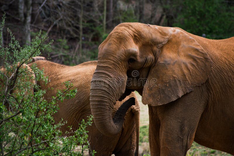 Elephants stock photo. Image of wild, wildlife, beautiful - 81872748