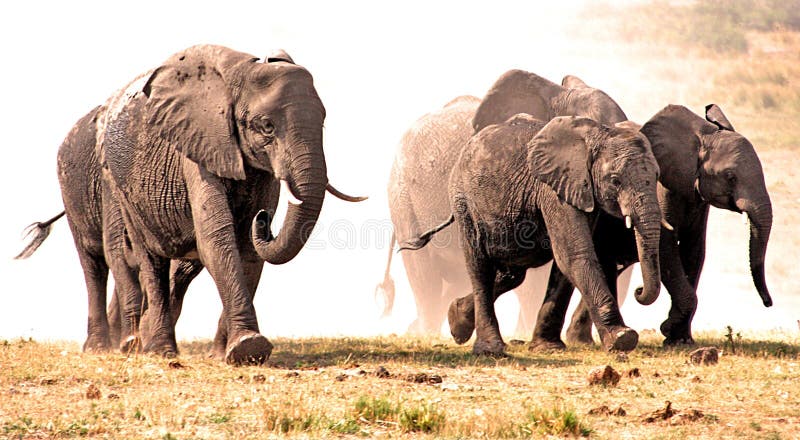 Elephants Stampede in the Dust. Stock Image - Image of savannah, park ...