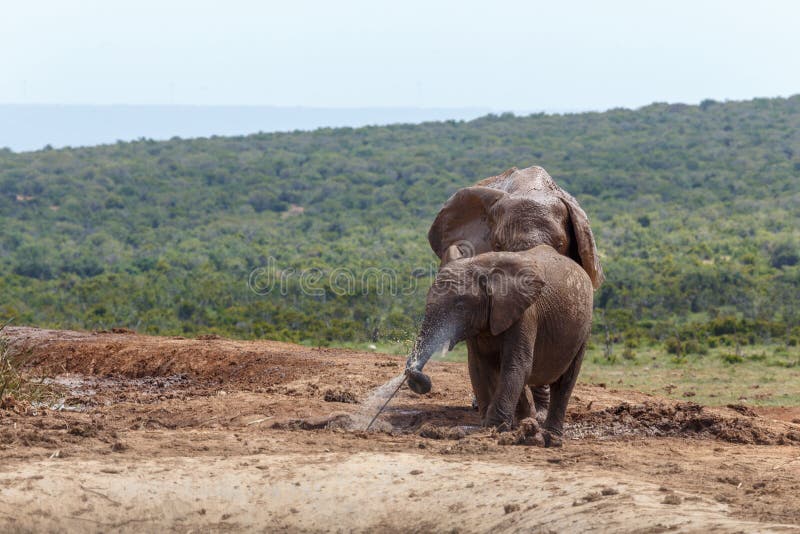 Elephants Standing and Playing with the Water Pipe Stock Image - Image ...
